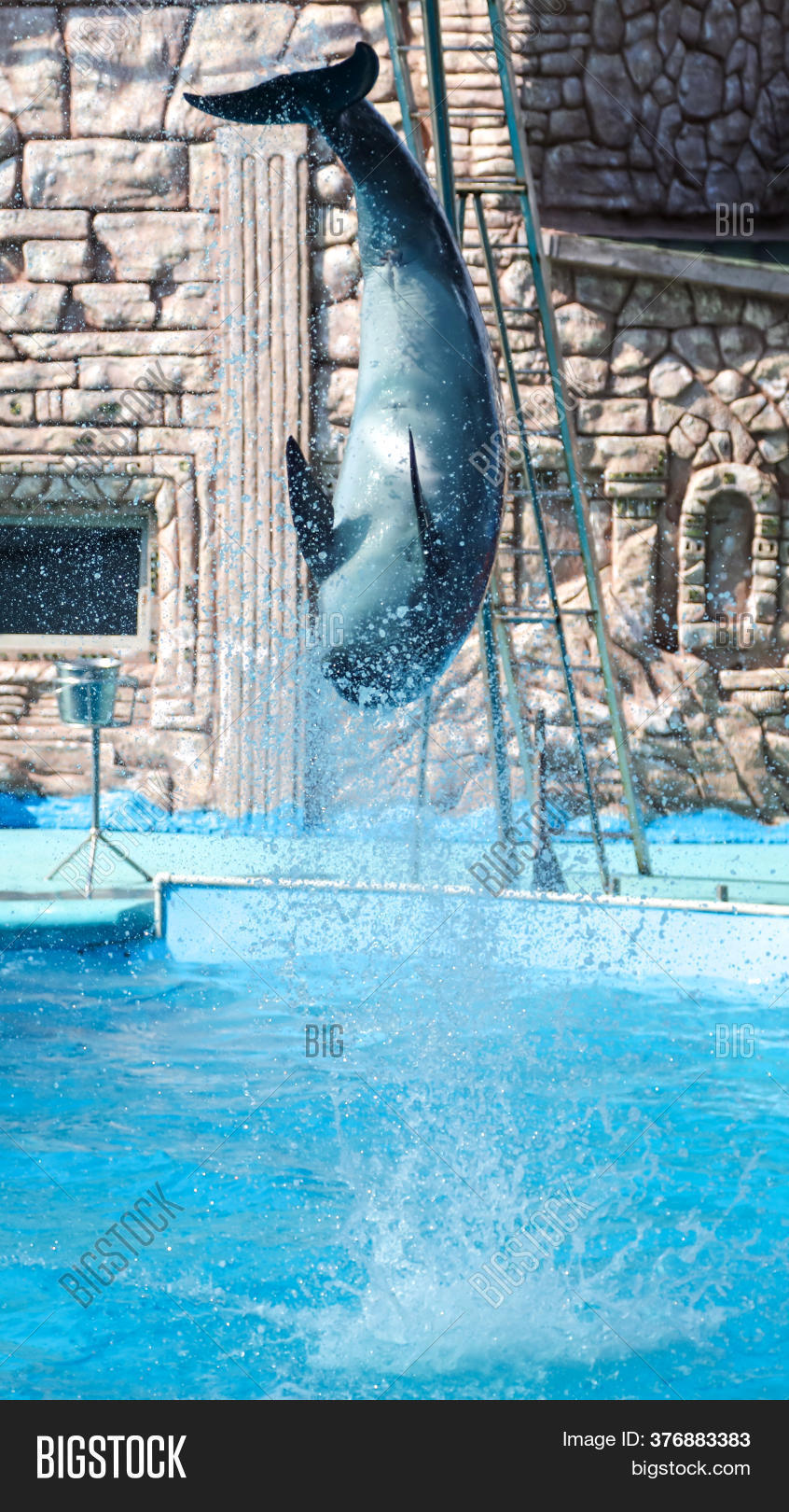 Dolphin Swims Jumps Image & Photo (Free Trial) | Bigstock