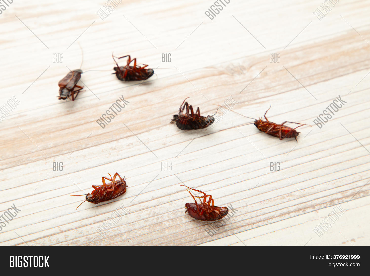 Dead Cockroaches On Image & Photo (Free Trial) | Bigstock