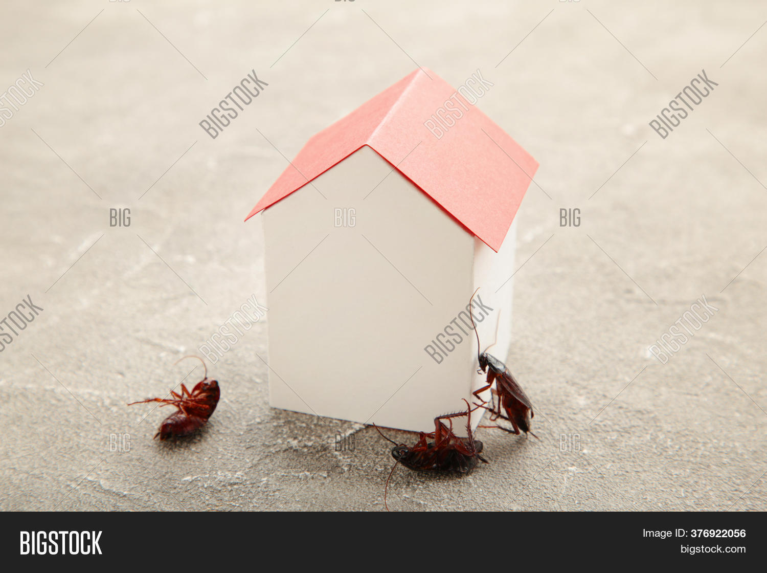 Dead Cockroaches Paper Image & Photo (Free Trial) | Bigstock