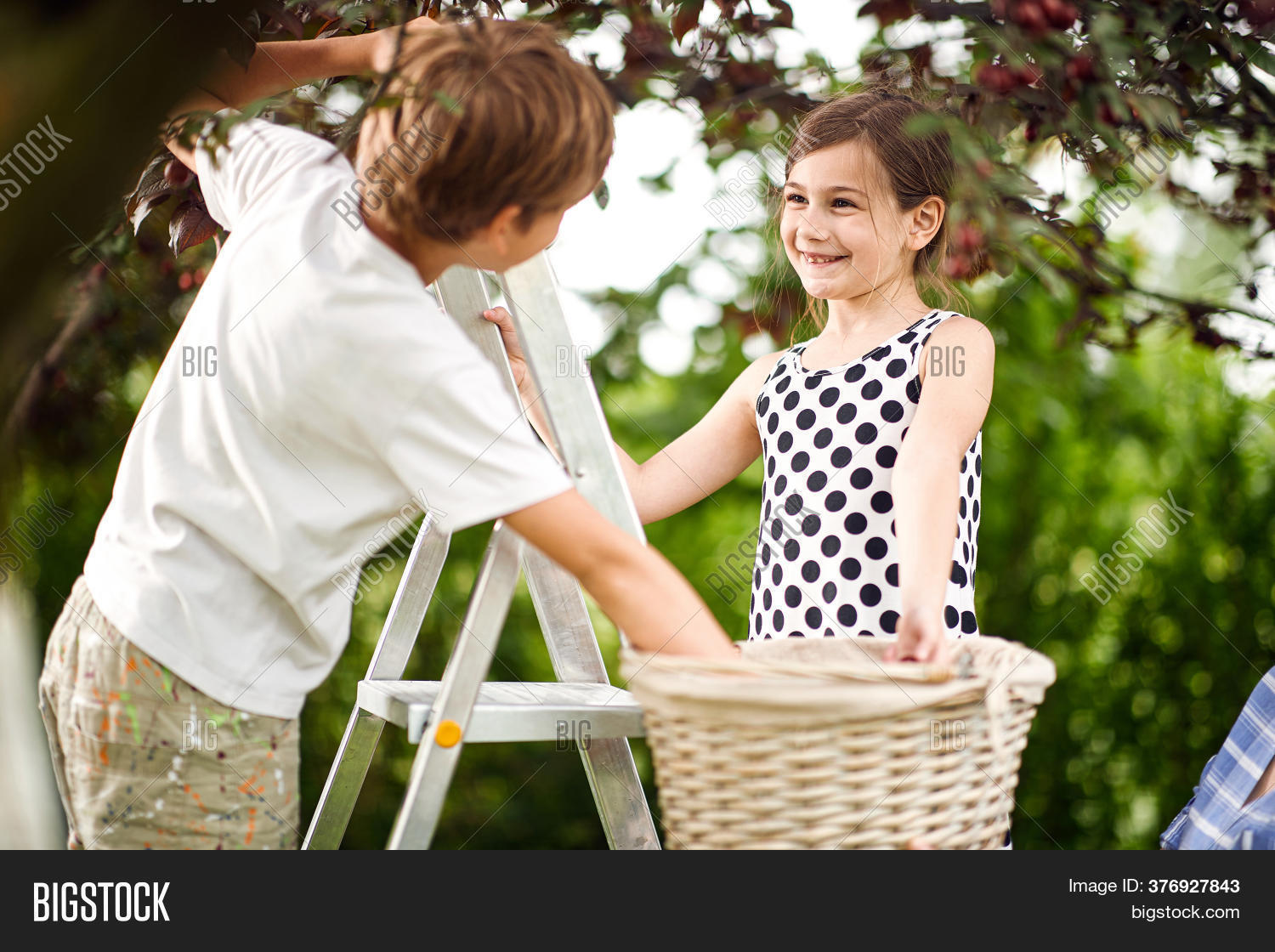 Kids Picking Cherries. Image & Photo (Free Trial) | Bigstock