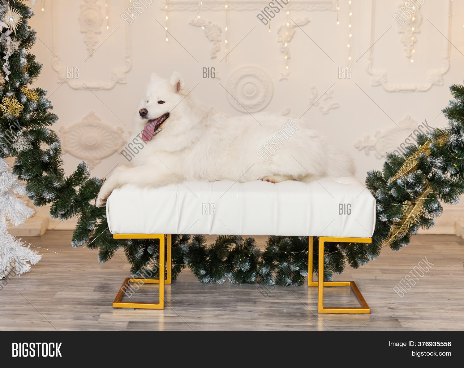 Christmas Dog Samoyed Image & Photo (Free Trial) | Bigstock