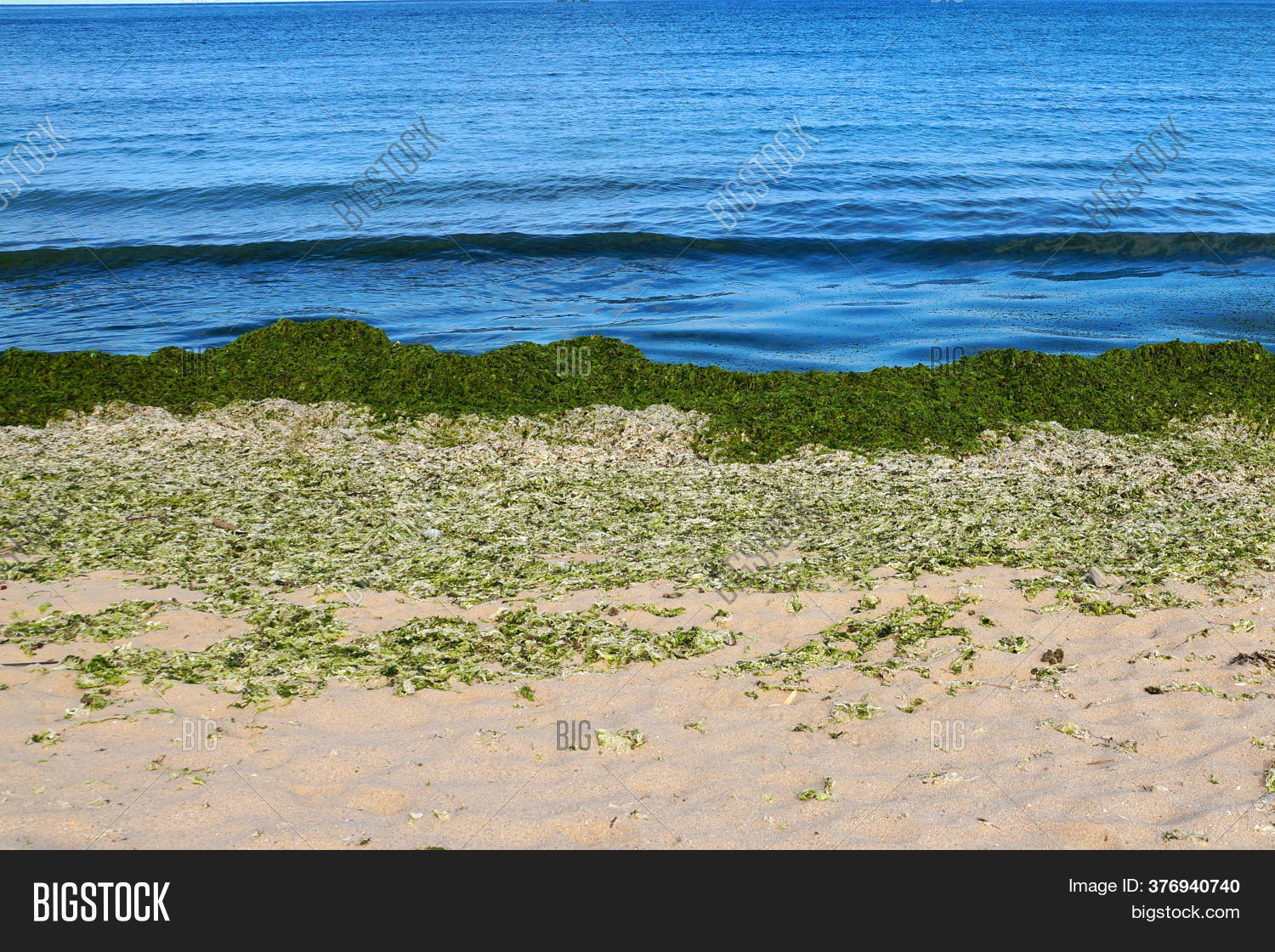 Green Algae On Empty Image & Photo (Free Trial) | Bigstock