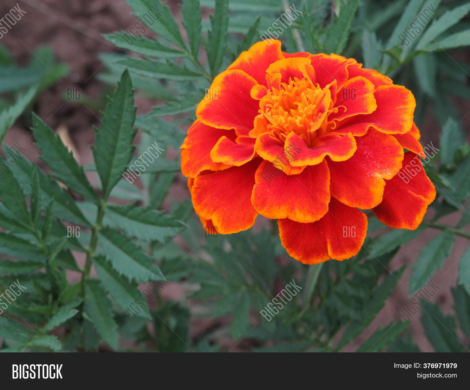 Marigolds Tagetes Image & Photo (Free Trial) | Bigstock