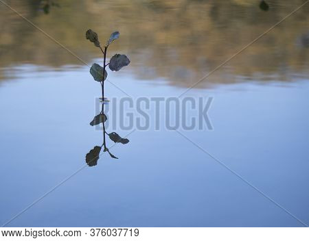 Tree Latin Name 图片和照片（免费试用） | Bigstock