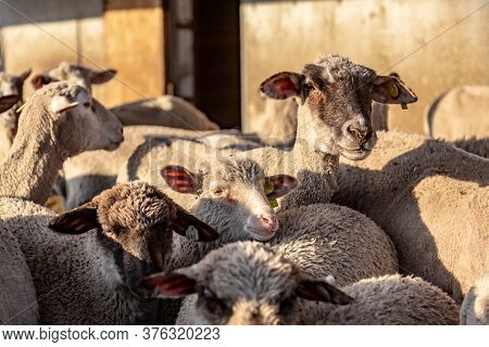 Flock Sheep Corral Image & Photo (Free Trial) | Bigstock