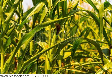 Corn Cobs Grain Image & Photo (Free Trial) | Bigstock