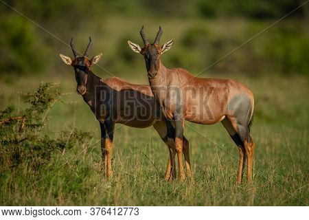 Two Male Topi Stand Image & Photo (Free Trial) | Bigstock