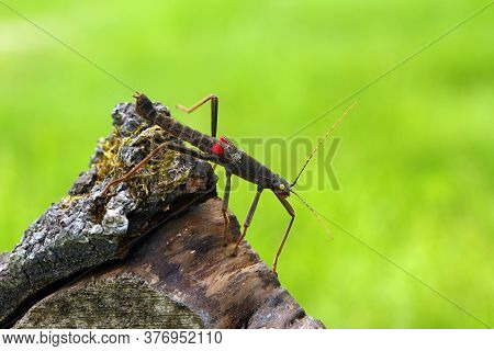 Stick Insect Image & Photo (Free Trial) | Bigstock