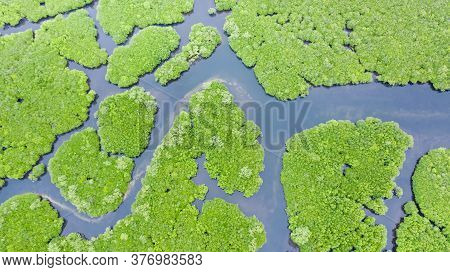 Mangrove Forests Image & Photo (Free Trial) | Bigstock