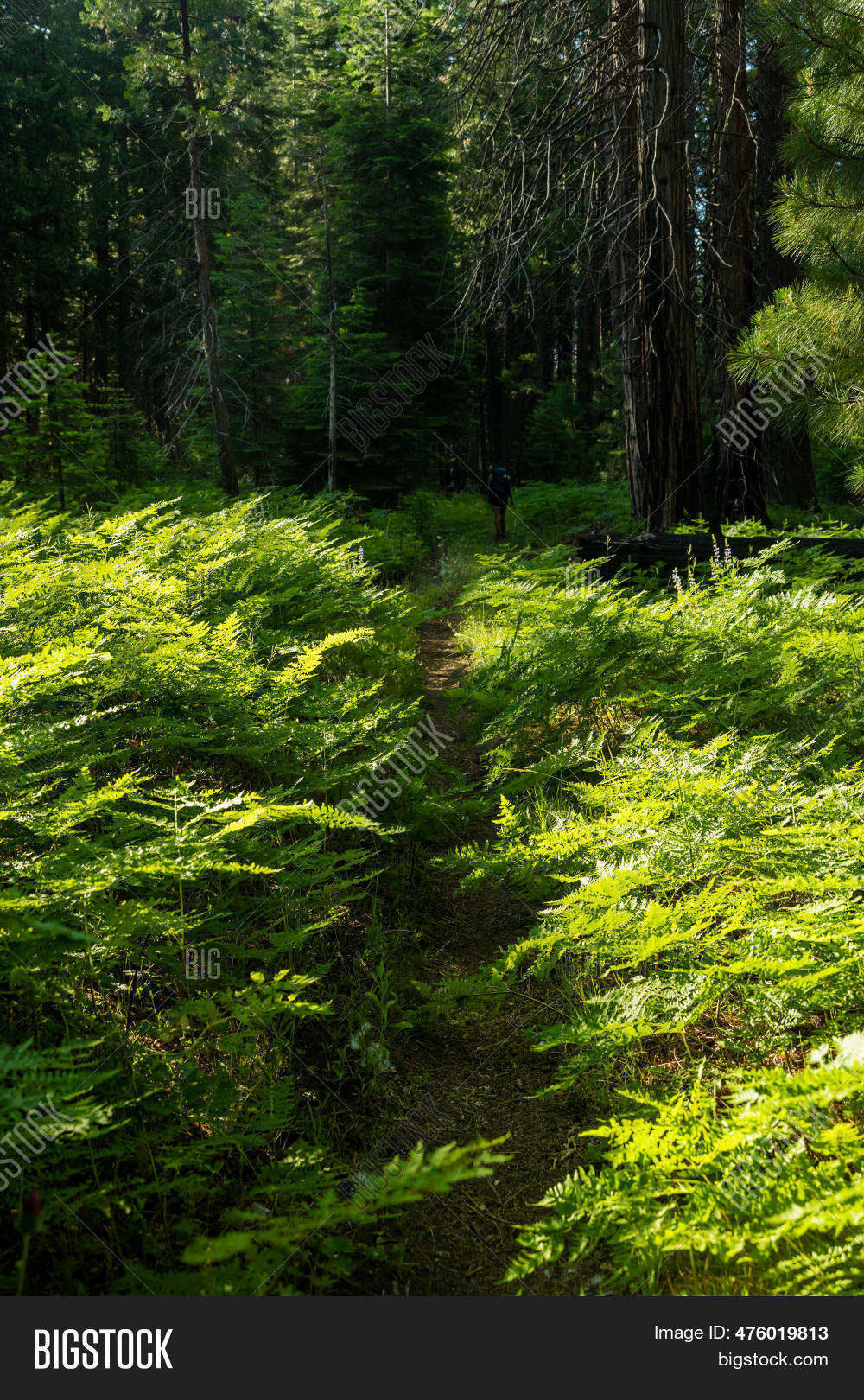 Ferns Over Grow Narrow Image & Photo (Free Trial) | Bigstock