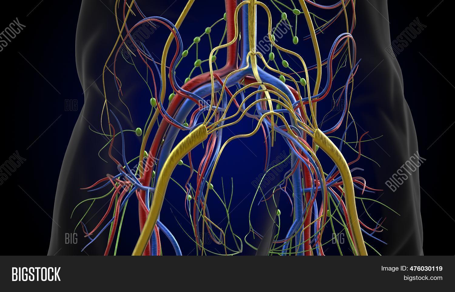 Human Lymph Nodes Image & Photo (Free Trial) | Bigstock