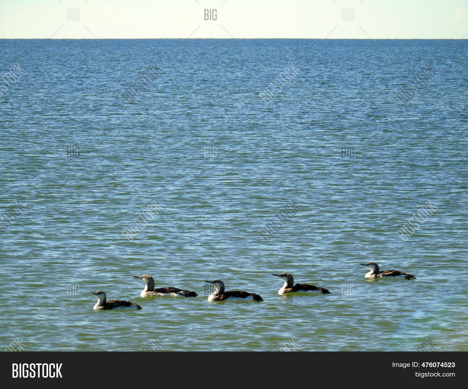 Five Loons Swim On Sea Image & Photo (Free Trial) | Bigstock