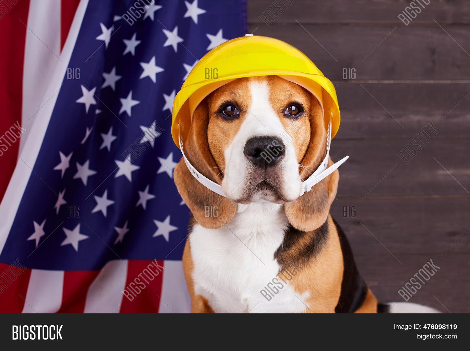 Beagle Dog Image & Photo (Free Trial) | Bigstock