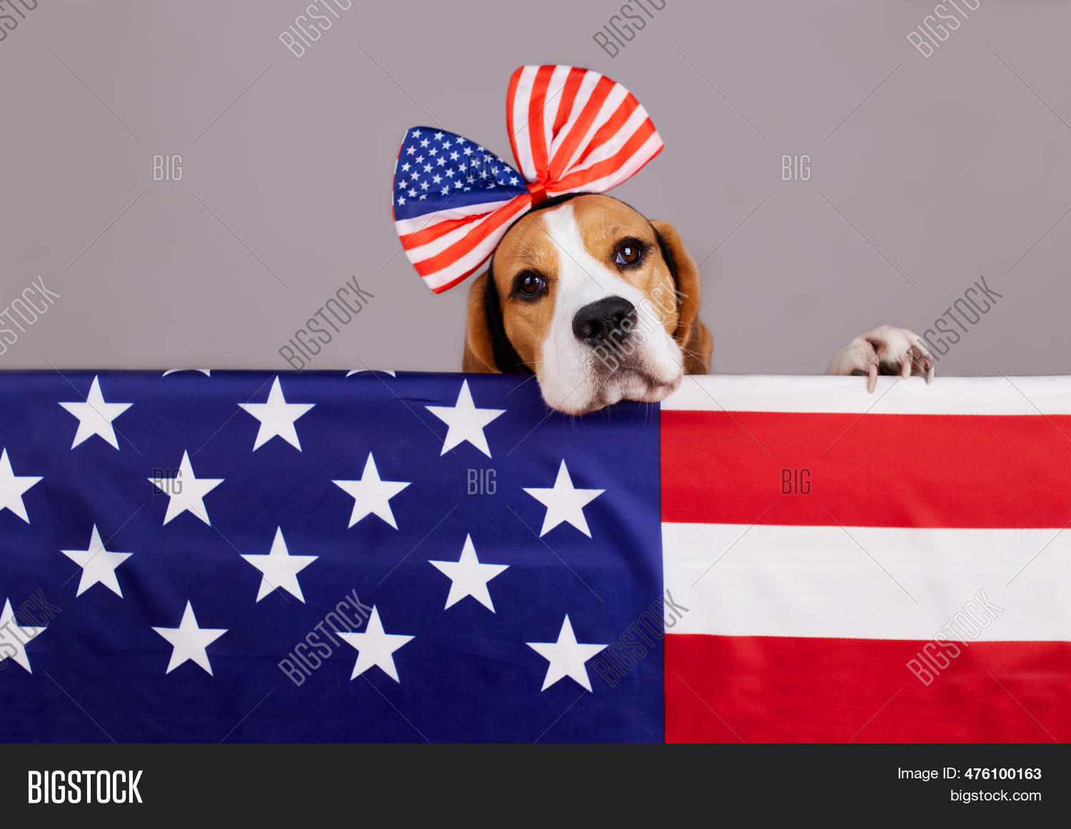 Beagle Dog Behind Image & Photo (Free Trial) | Bigstock