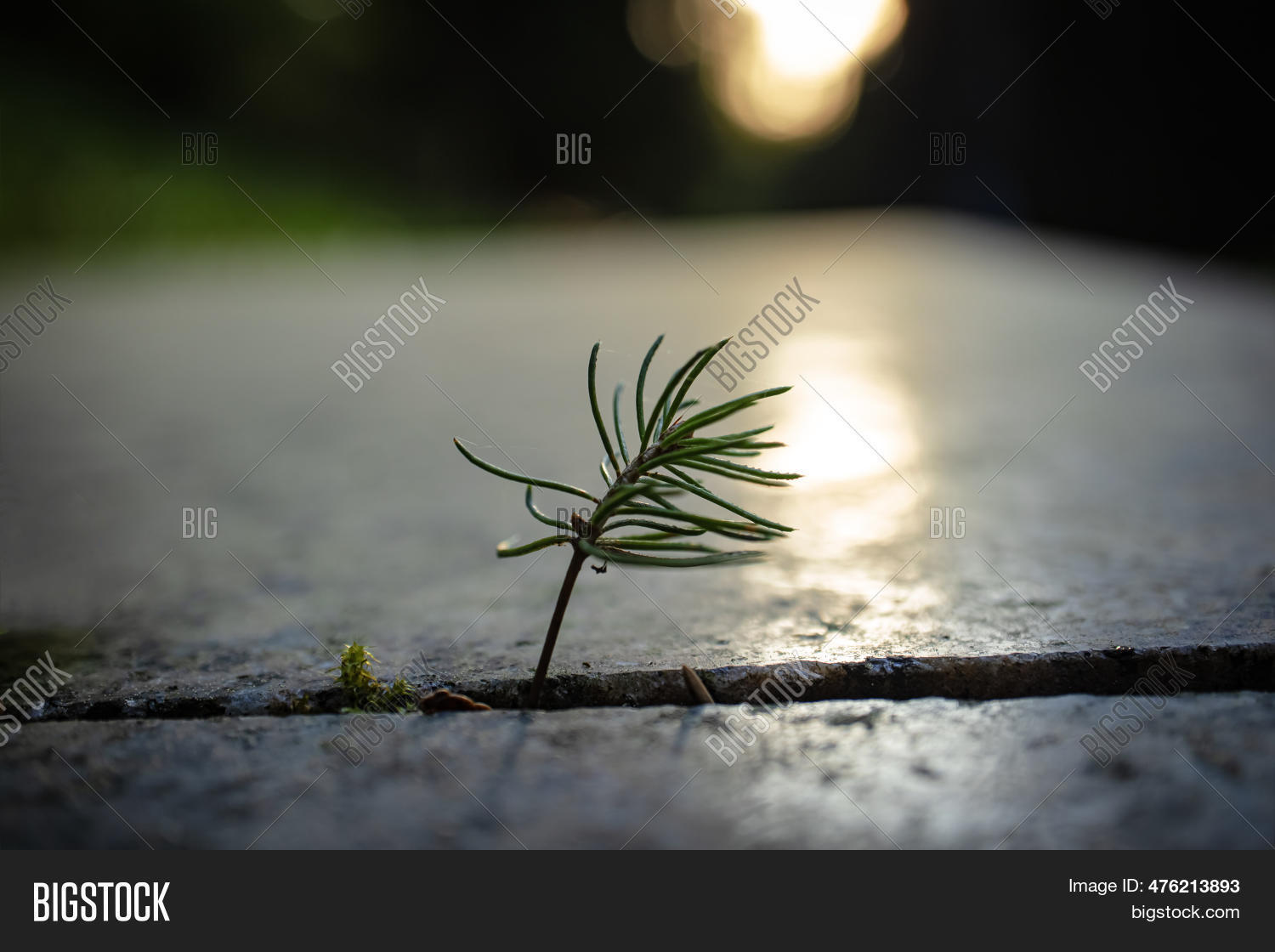 Tiny Pine Tree Twig Image & Photo (Free Trial) | Bigstock
