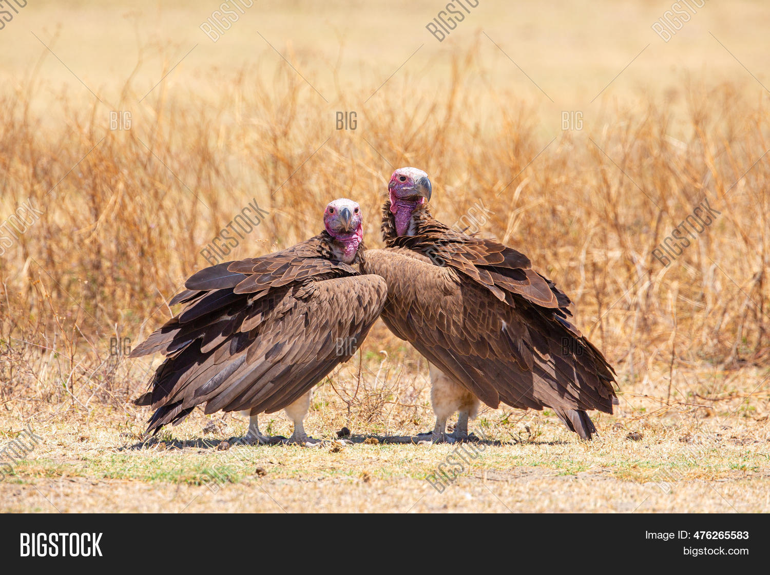 Two Large Vultures Image & Photo (Free Trial) | Bigstock