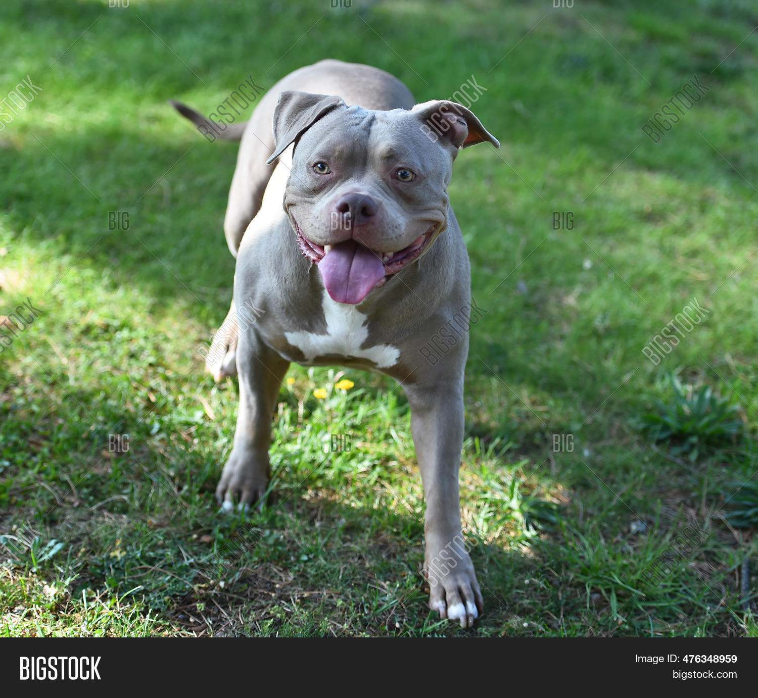 Muscular American Image & Photo (Free Trial) | Bigstock