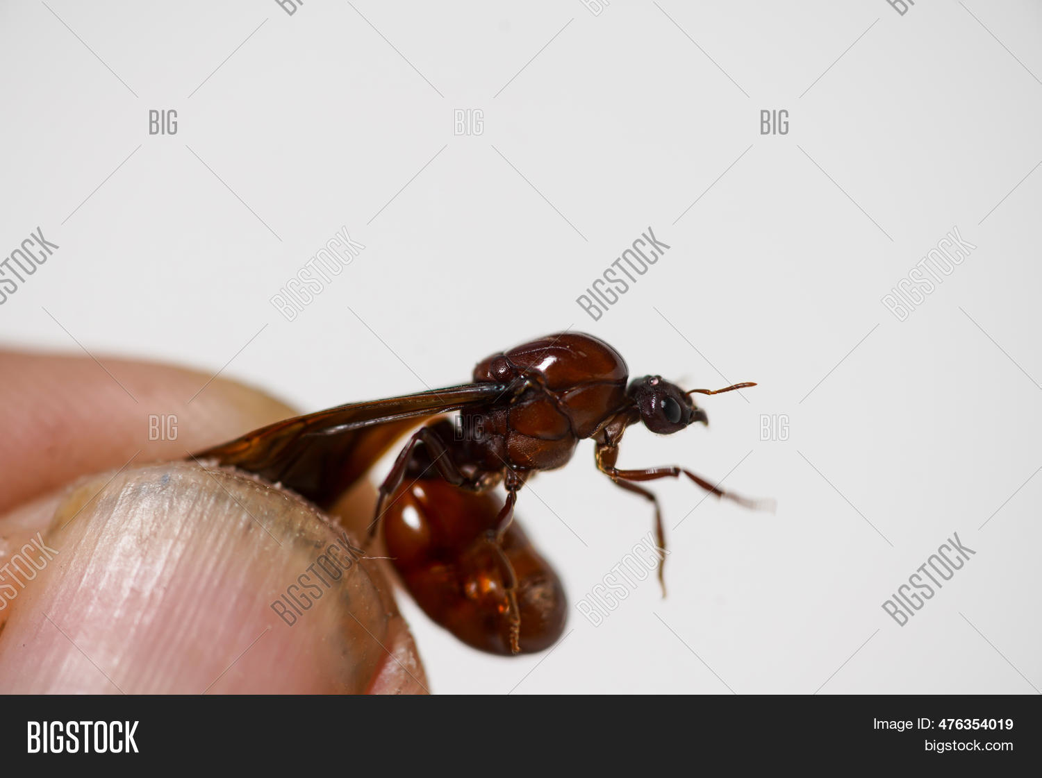 Winged Ants Earth Ants Image & Photo (Free Trial) | Bigstock