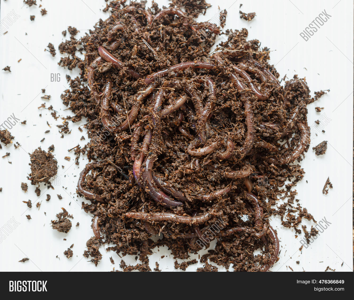 Cultured Earthworms Image & Photo (Free Trial) | Bigstock