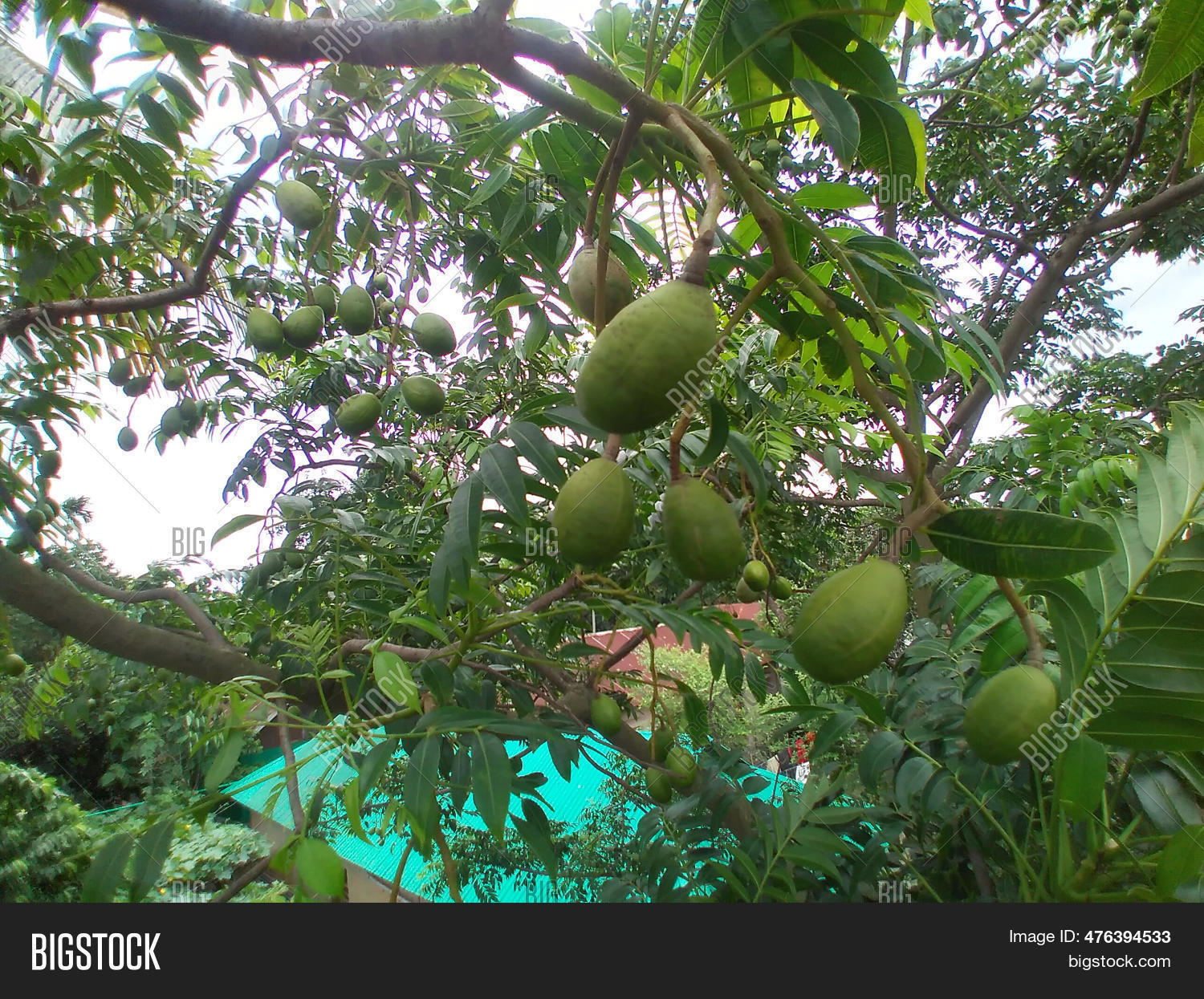 Hog Plum Fruits Tree. Image & Photo (Free Trial) | Bigstock