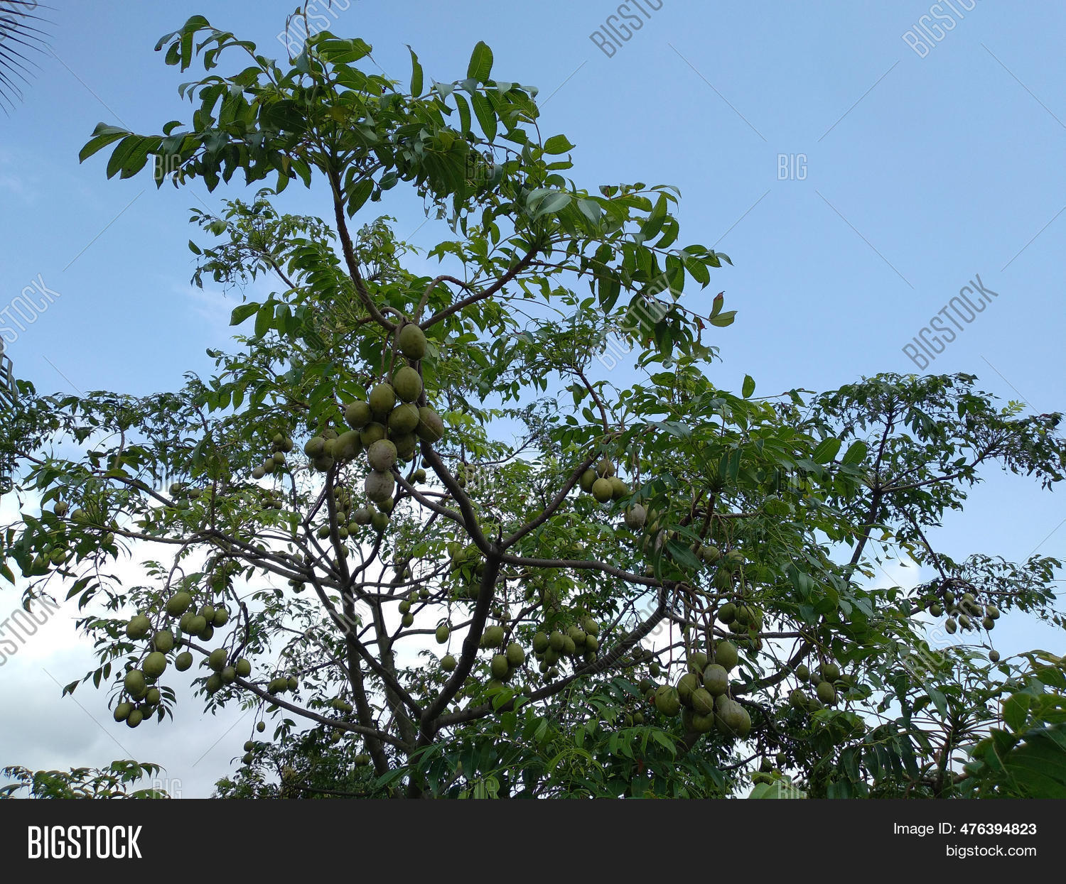 June Plum Tree Fruits Image & Photo (Free Trial) | Bigstock