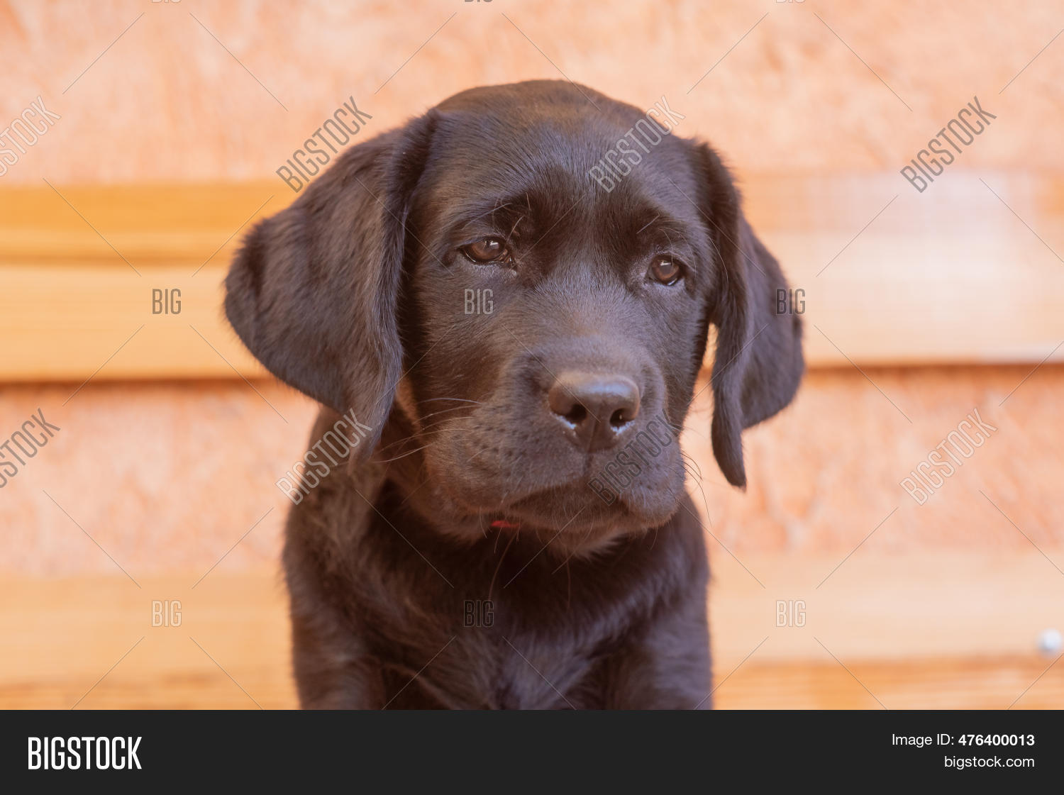 Cute Labrador Image & Photo (Free Trial) | Bigstock
