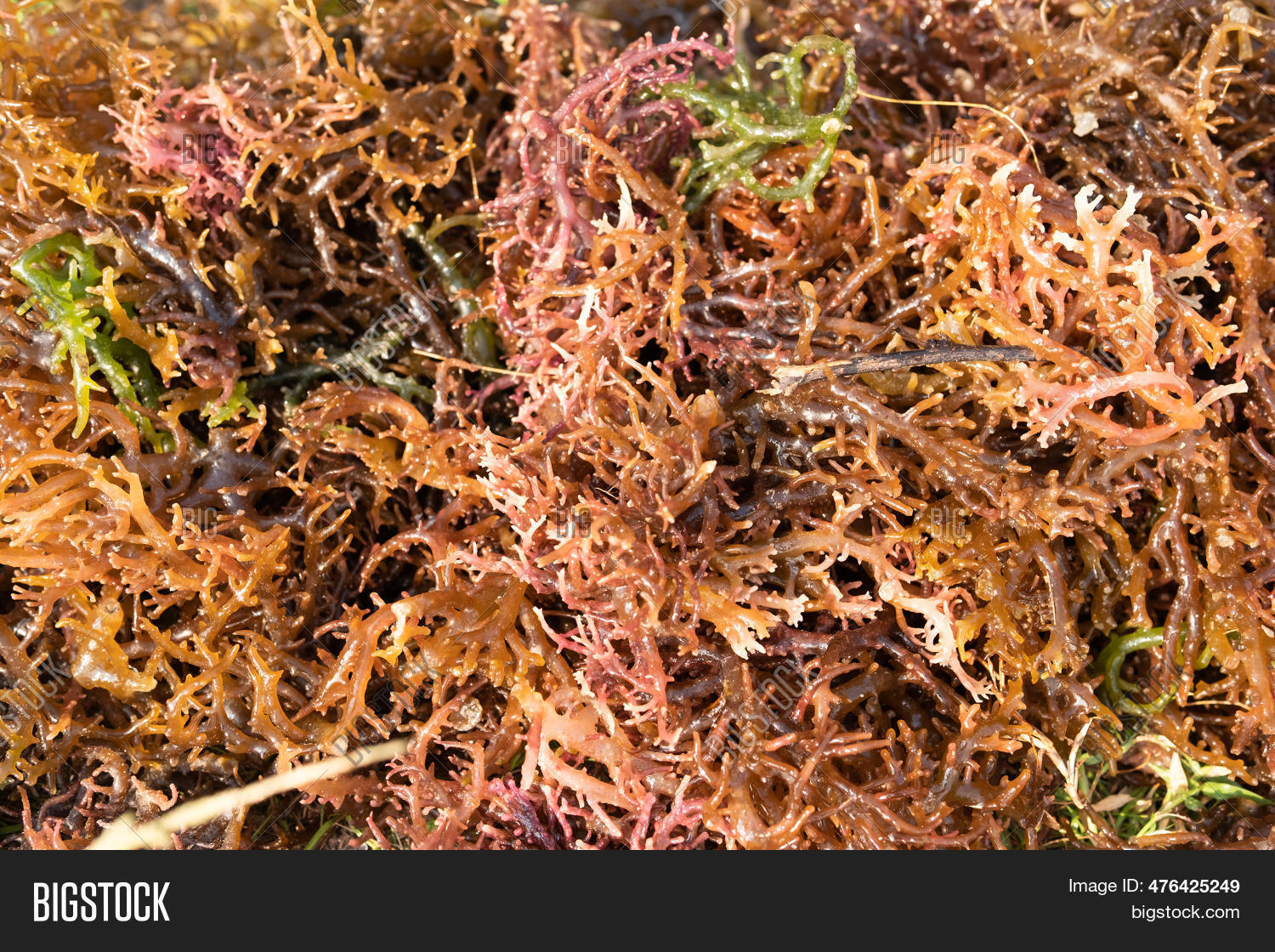Seaweed Drying. Image & Photo (Free Trial) | Bigstock