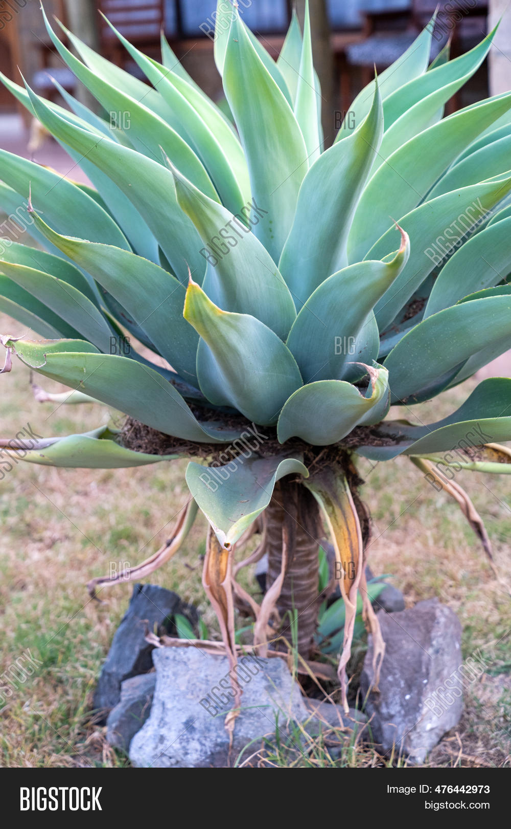 Beautiful Foxtail Image & Photo (Free Trial) | Bigstock