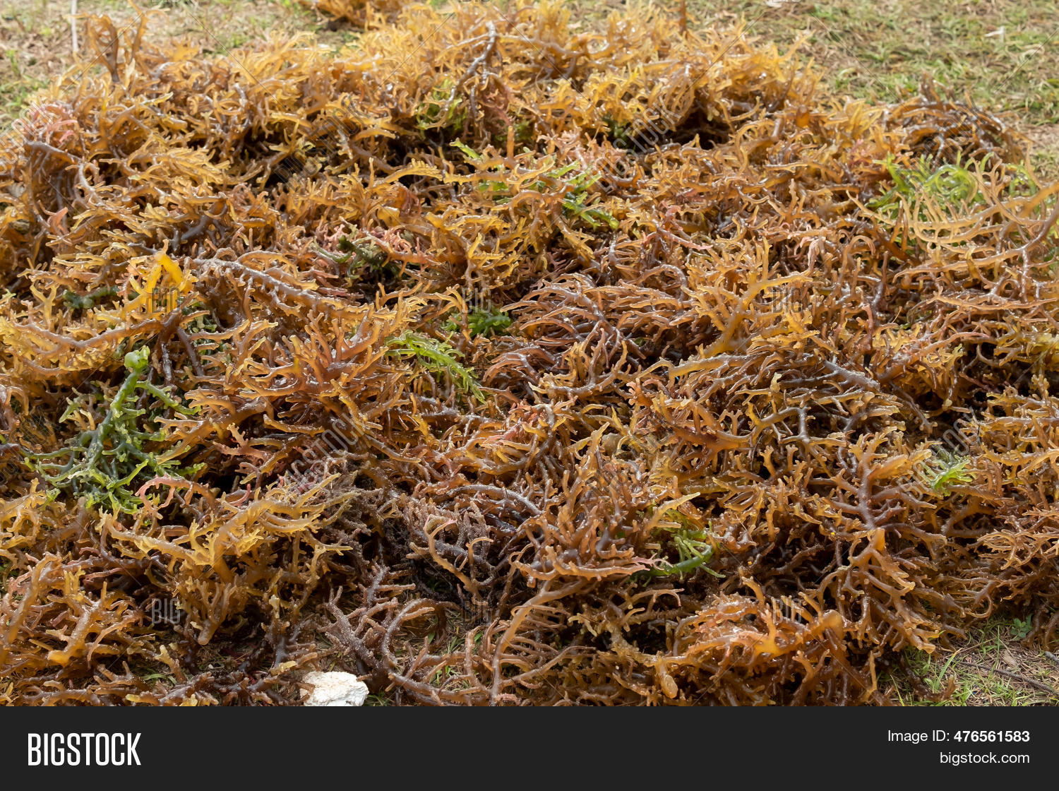 Seaweed Drying. Image & Photo (Free Trial) | Bigstock