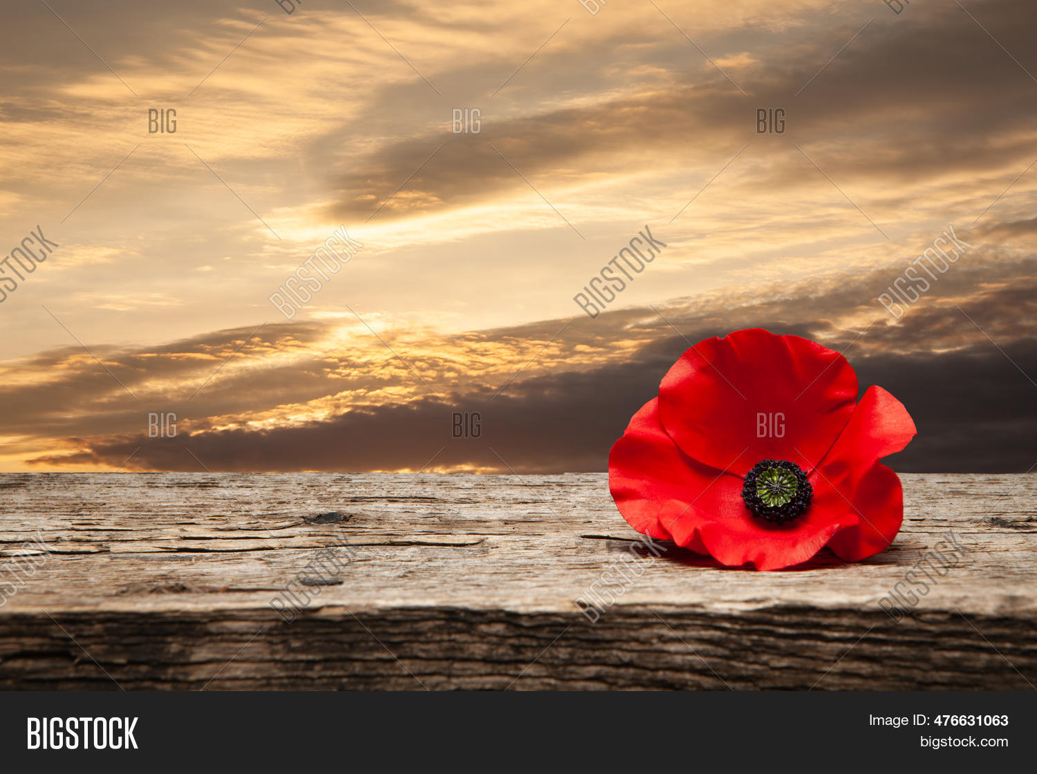 Poppy Pin Remembrance Image & Photo (Free Trial) | Bigstock