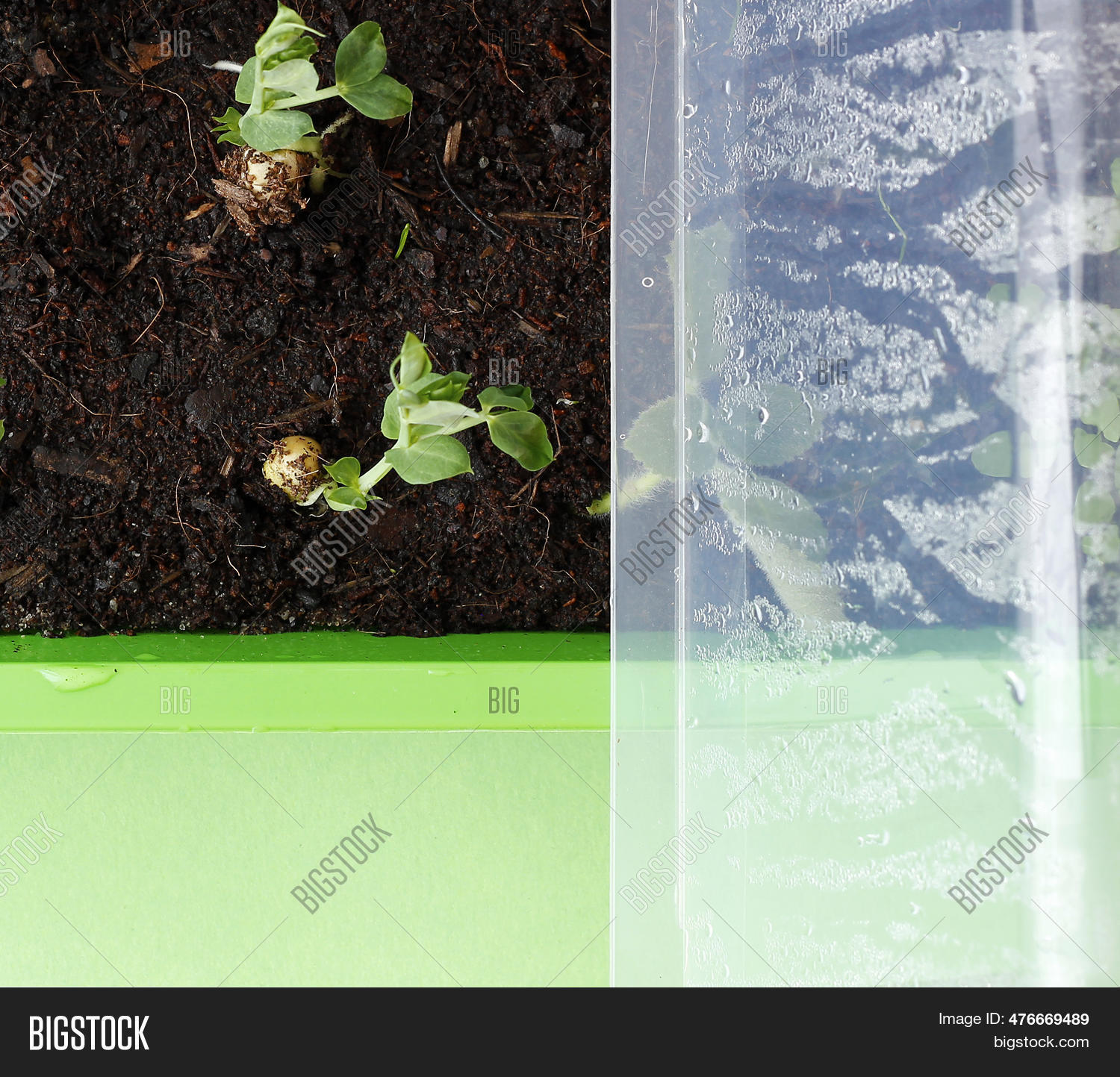 Top View Small Pea Image & Photo (Free Trial) | Bigstock