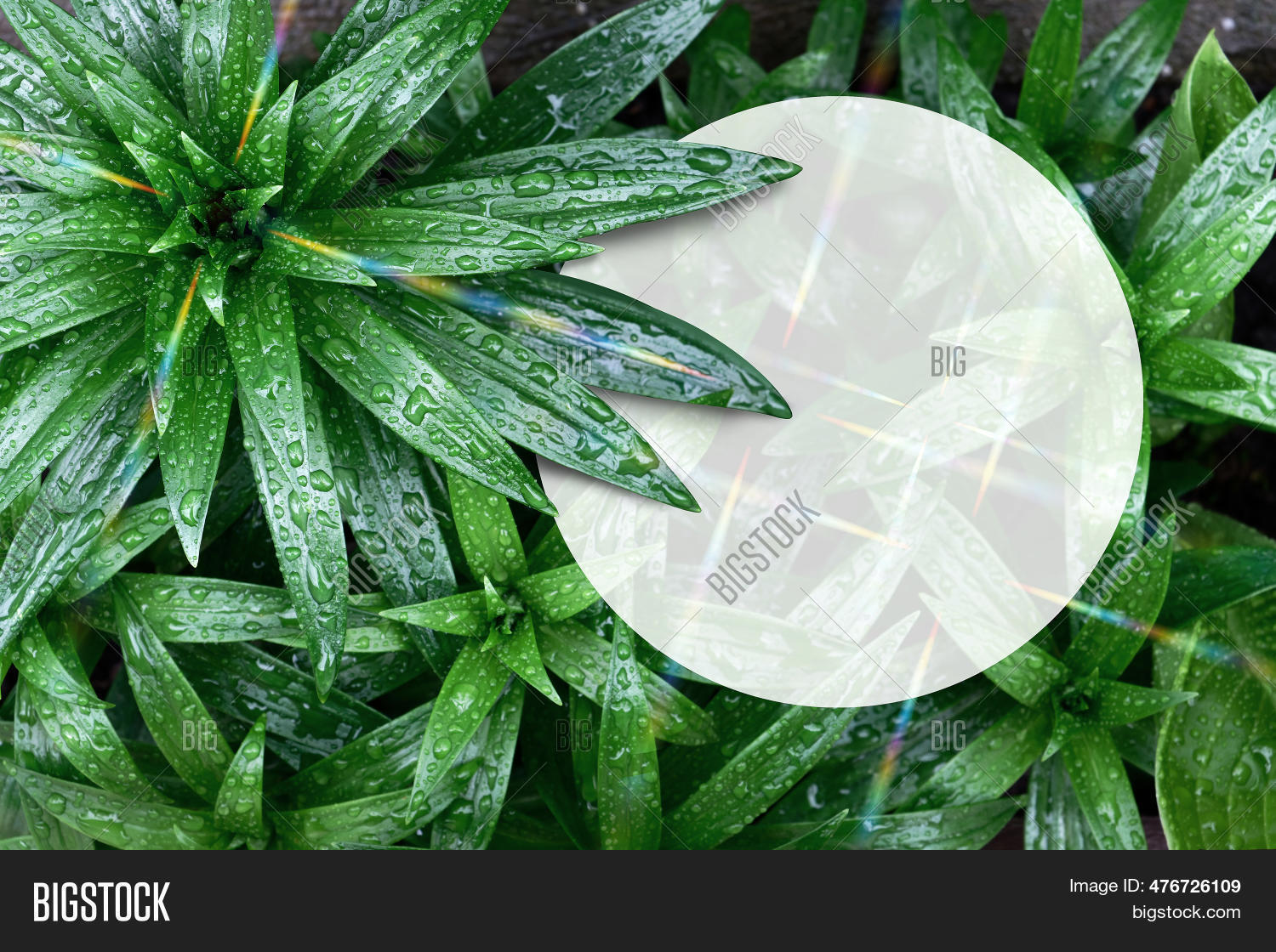 Green Leaves Texture Image & Photo (Free Trial) | Bigstock