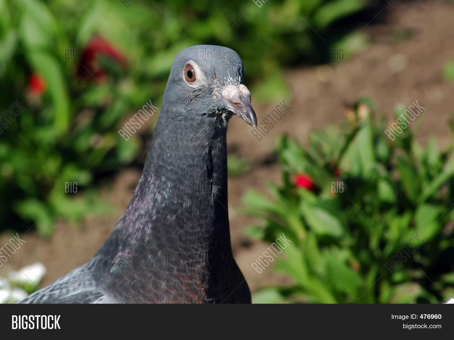 Beautiful Pigeon Image & Photo (Free Trial) | Bigstock
