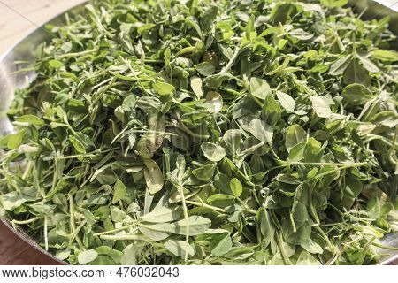 Fenugreek Leaves Freshly Plucked. Green Leafy Vegetable Called Methi ...