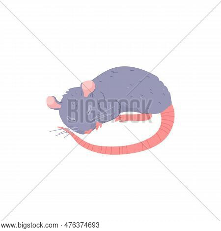 Cute Rat Sleeping, Vector & Photo (Free Trial) | Bigstock