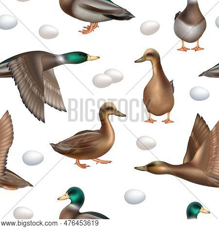 Ducks Pattern. Vector & Photo (Free Trial) | Bigstock