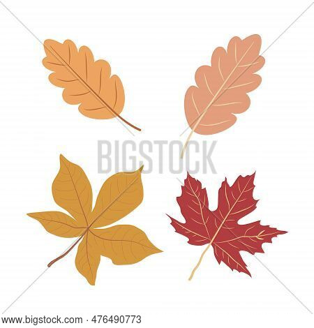 Dry Leaf Vector