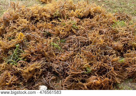 Seaweed Drying. Image & Photo (Free Trial) | Bigstock