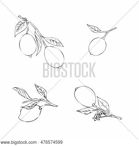 Outline Lemons Vector & Photo (Free Trial) | Bigstock