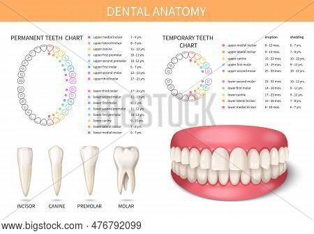 Human Adult Teeth Vector & Photo (Free Trial) | Bigstock