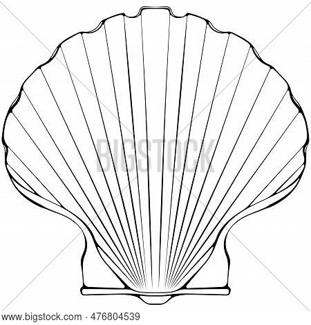 Scallop Shell. Black Vector & Photo (Free Trial) | Bigstock