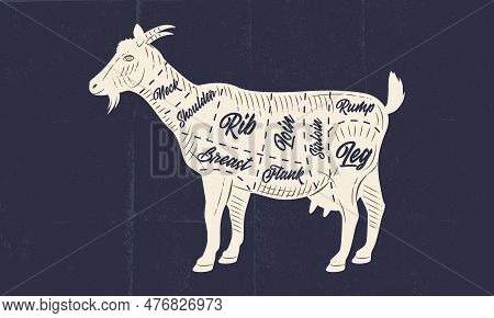 Goat Meat Chart. Vector & Photo (Free Trial) | Bigstock