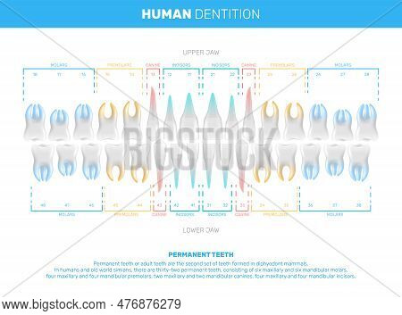 Human Teeth Realistic Vector & Photo (Free Trial) | Bigstock