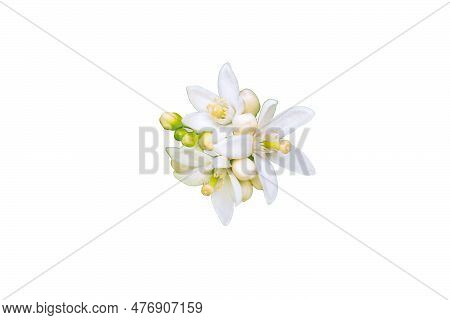 Neroli Blossom. Orange Image & Photo (Free Trial) | Bigstock