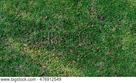 Above View Green Grass Image & Photo (Free Trial) | Bigstock
