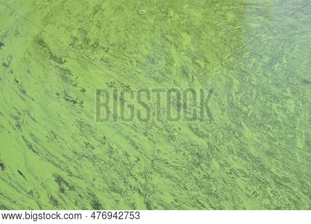 Blooming Green Algae Image & Photo (Free Trial) | Bigstock