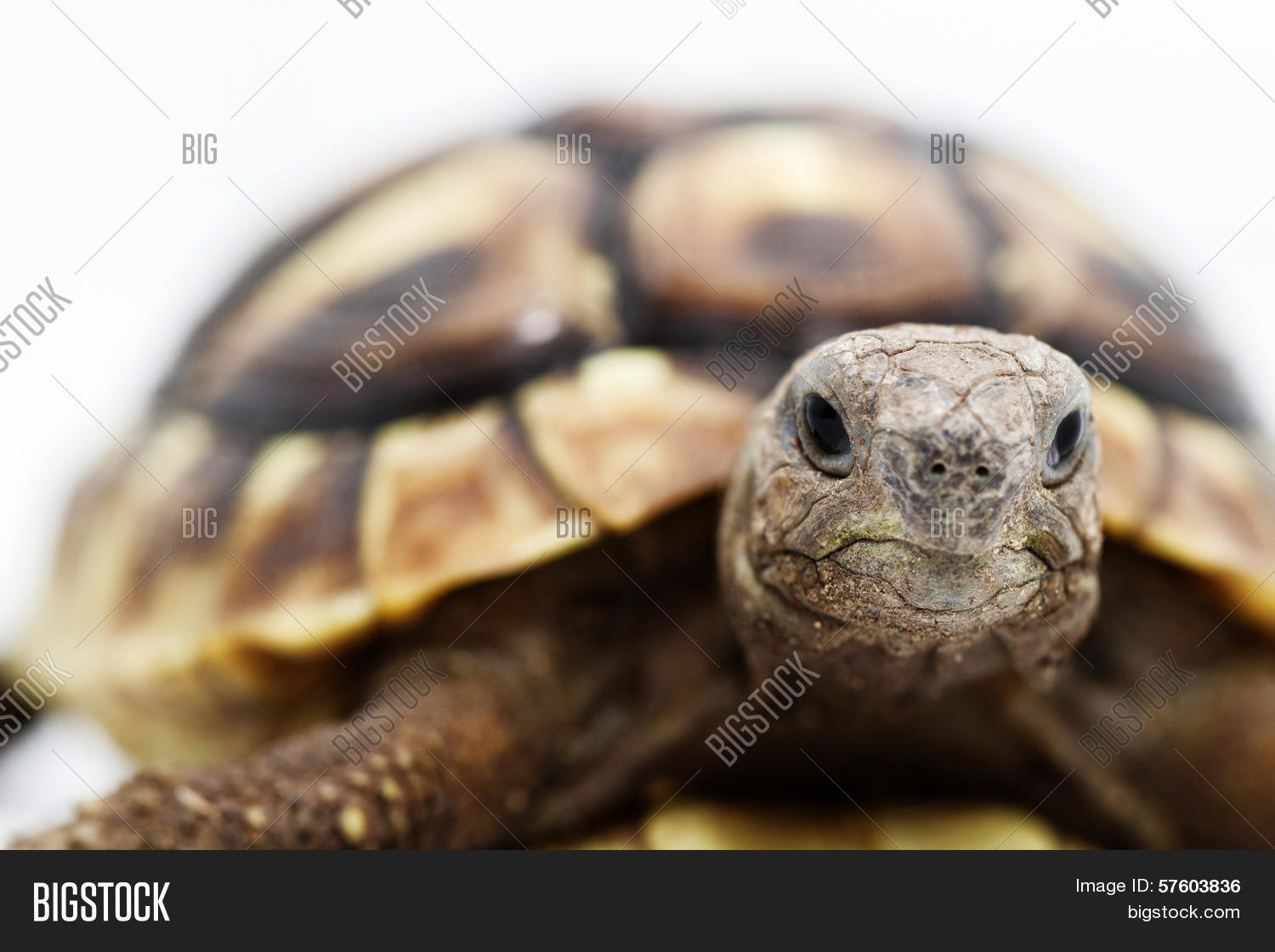 Young Turtle On White Image & Photo (Free Trial) | Bigstock