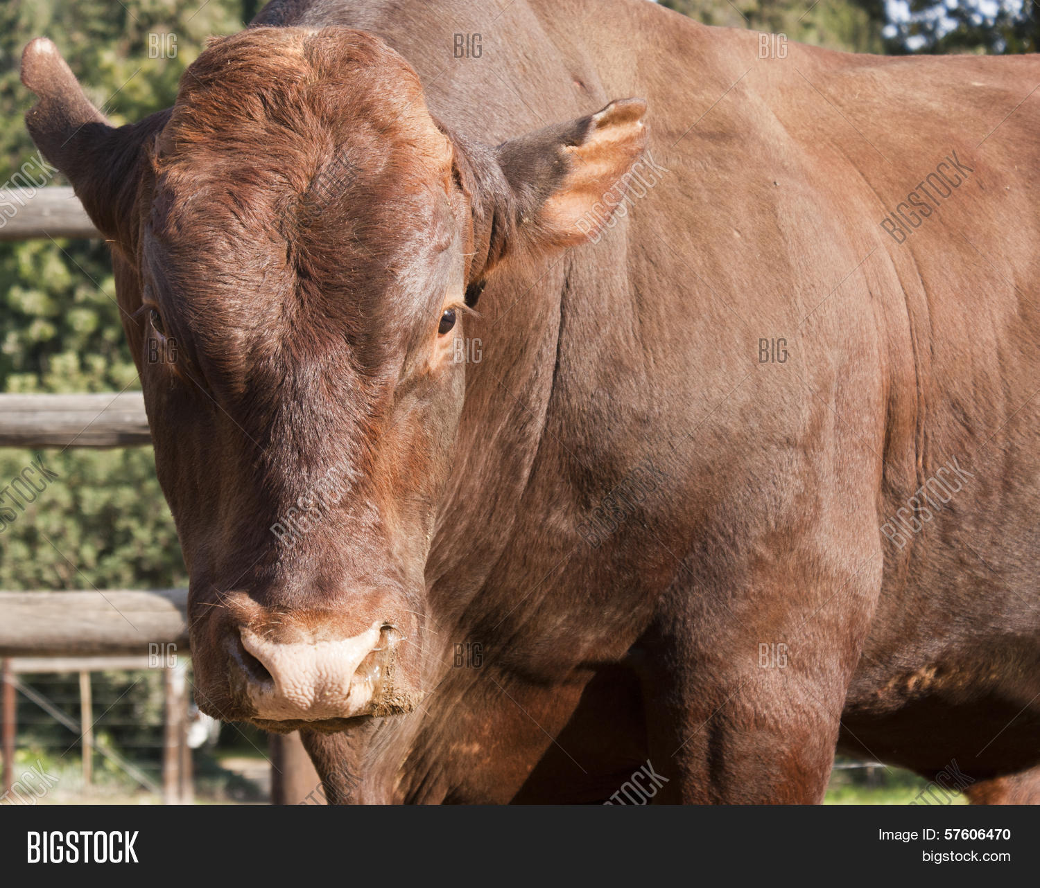 Angry Bull Image & Photo (Free Trial) | Bigstock