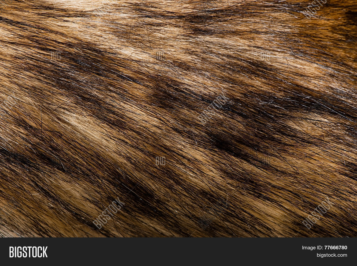 Fur Background Image & Photo (Free Trial) | Bigstock