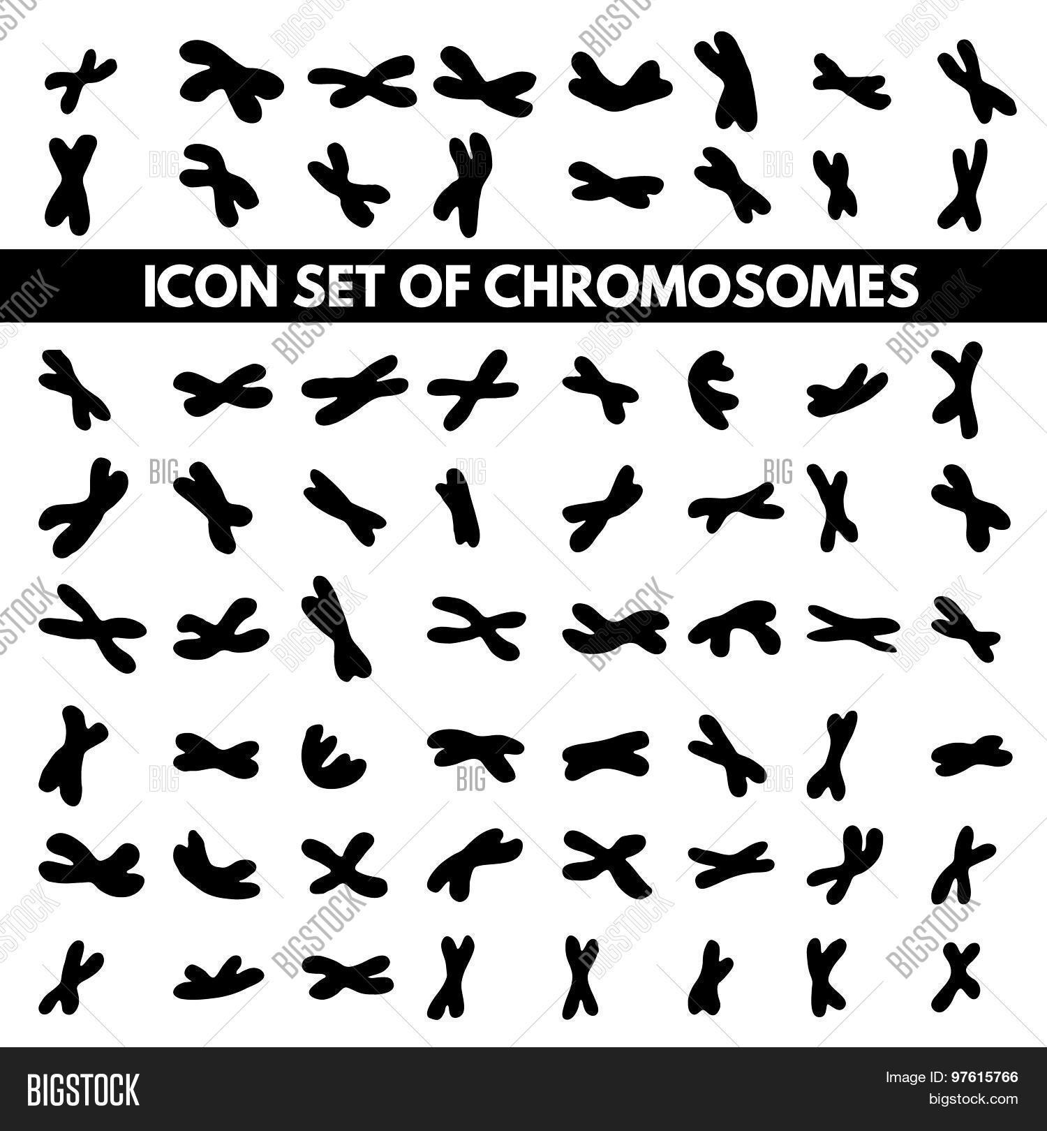 Human Chromosome Vector & Photo (Free Trial) | Bigstock